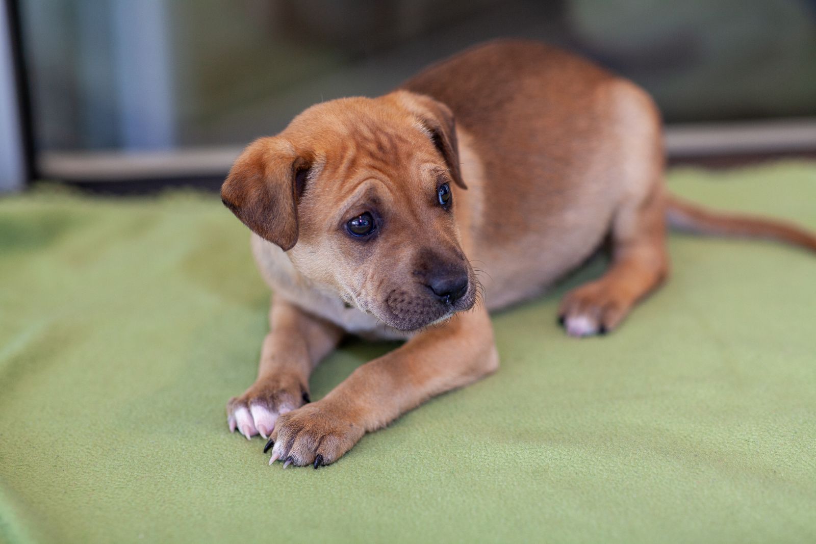 Dogs - Houston Pets Alive!