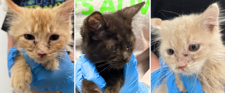 Seven Kittens Need You - Will You Help? - Houston Pets Alive!