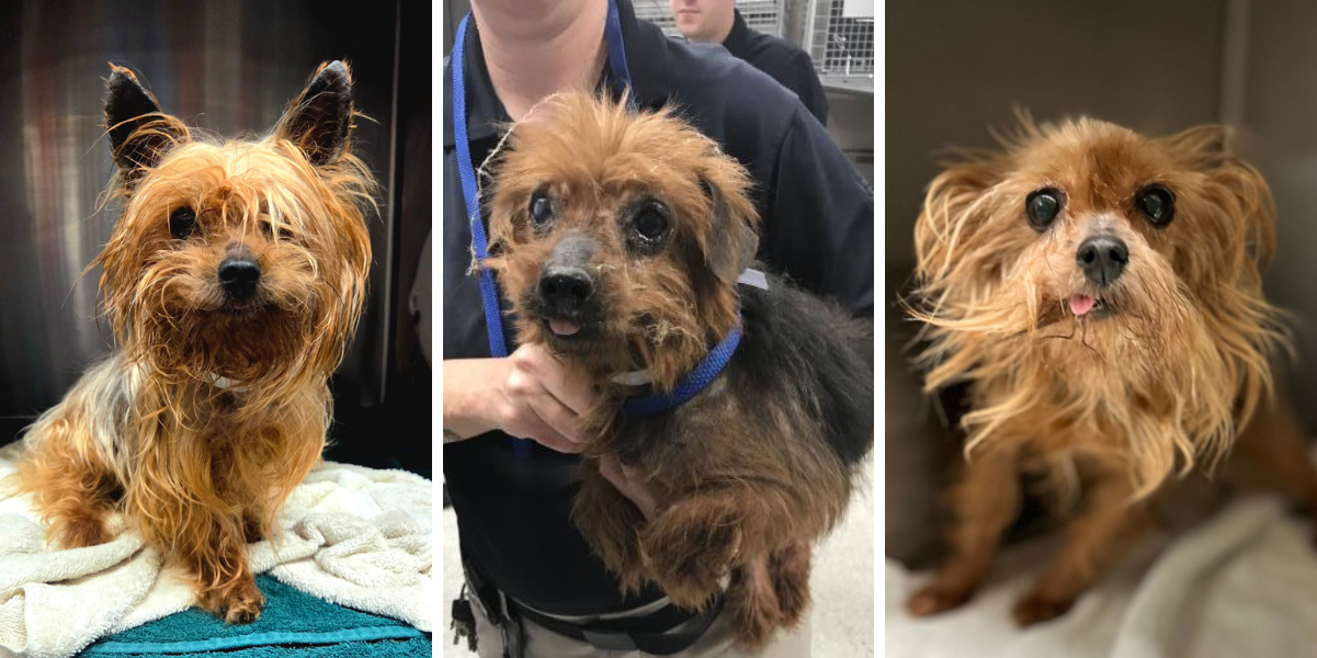 Rescued Yorkies Need Your Help - Houston Pets Alive!
