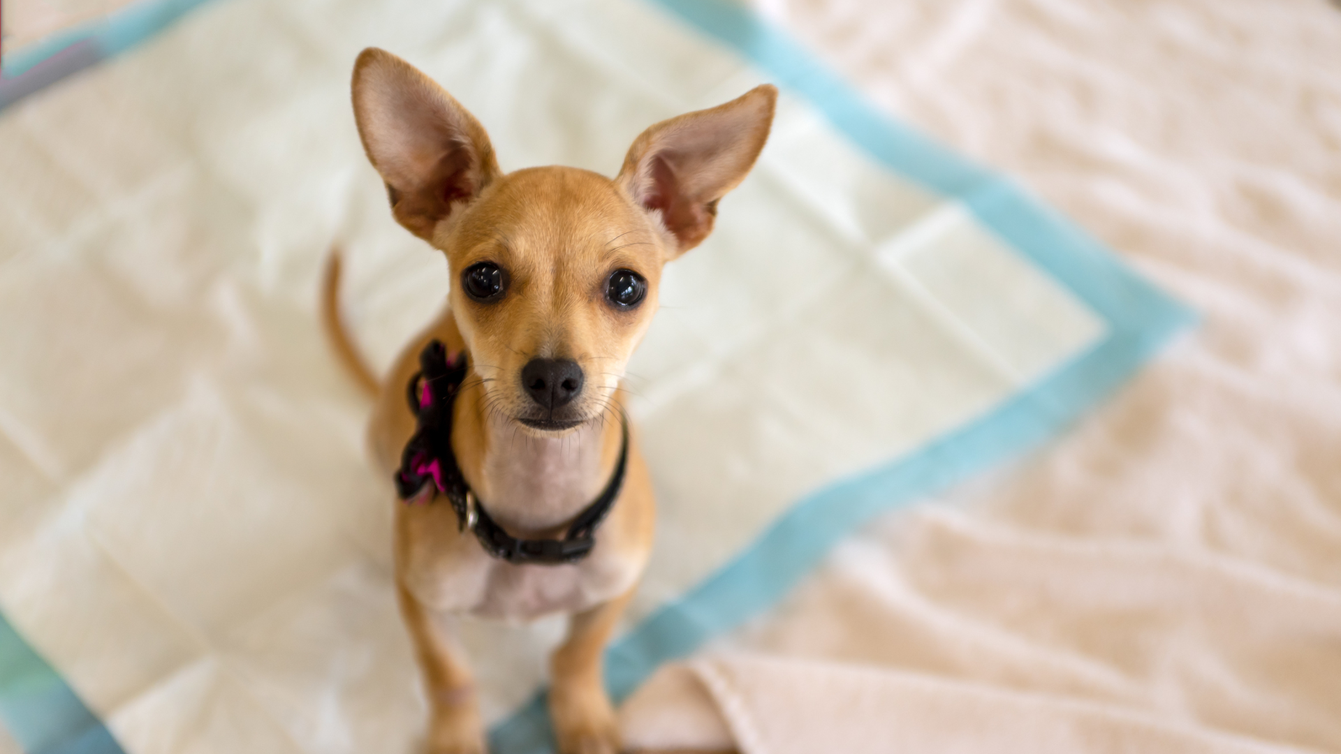 Puppy Potty Training Tips - Houston Pets Alive!