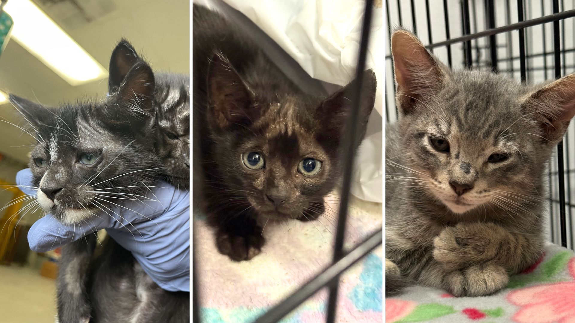 These 15 Kittens Almost Didn’t Make It - Houston Pets Alive!
