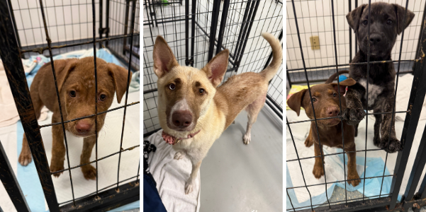 Save Trixie's Family - Houston Pets Alive!