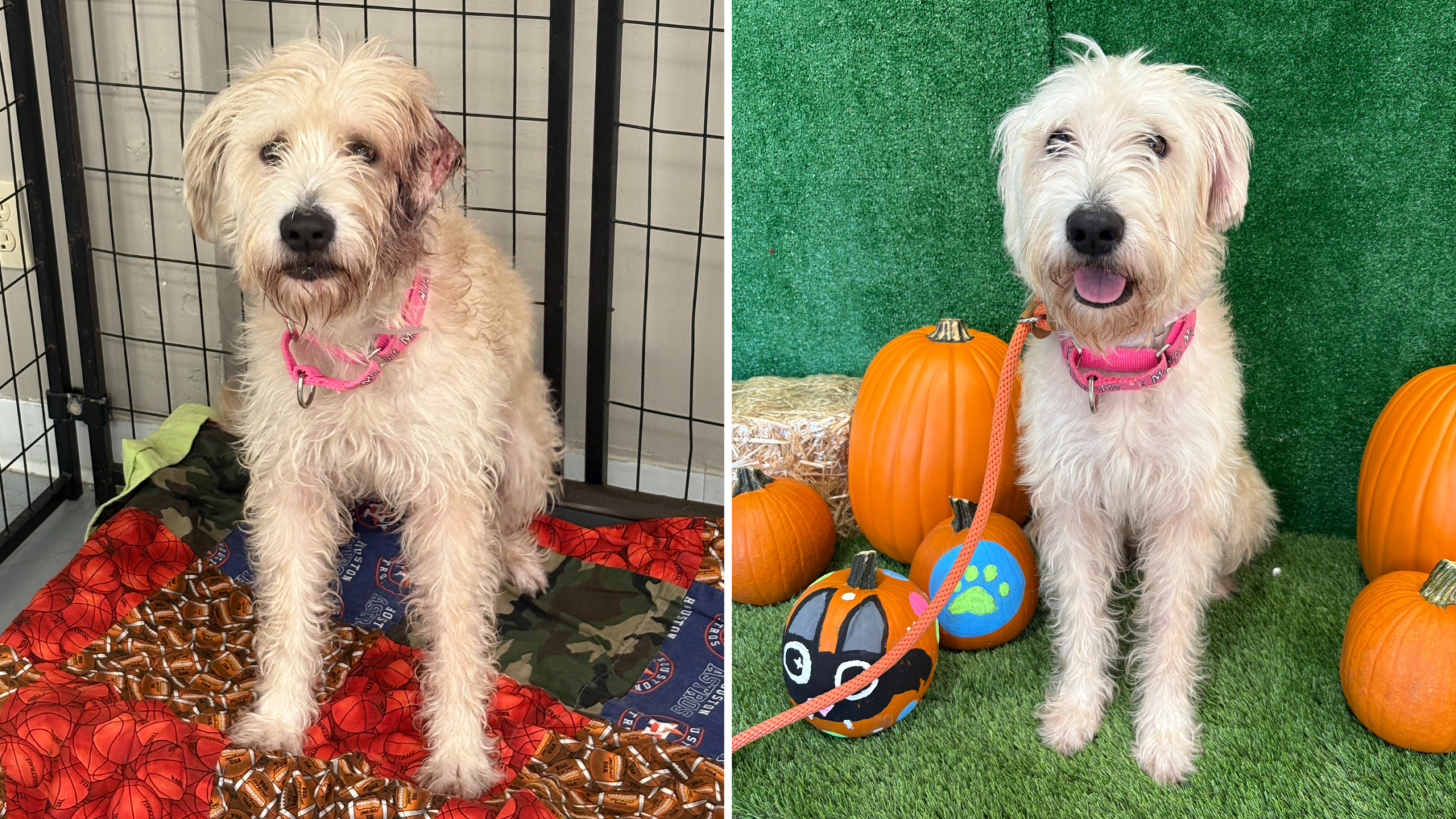 Giving Tuesday Match: Save Twice the Pets at Houston Pets Alive!
