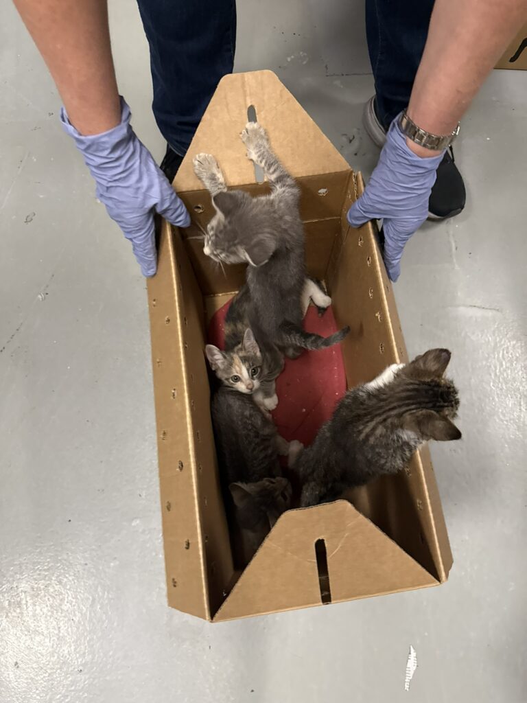 15 Kittens Rescued | Double Your Impact at Houston Pets Alive!