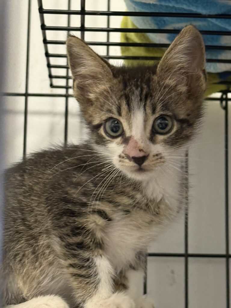 15 Kittens Rescued | Double Your Impact at Houston Pets Alive!