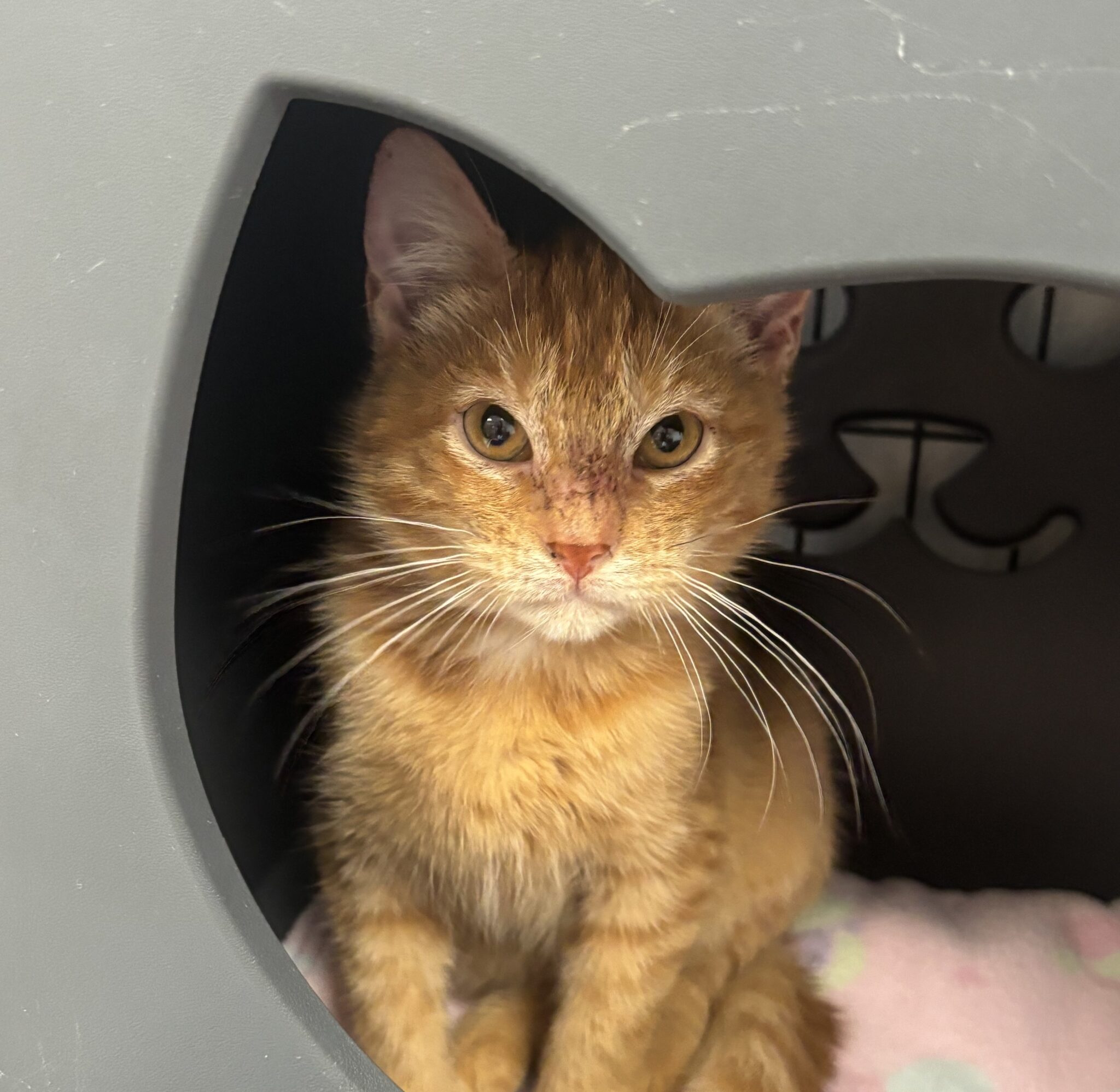 Five Mange Kittens Rescued | Double Your Impact Today