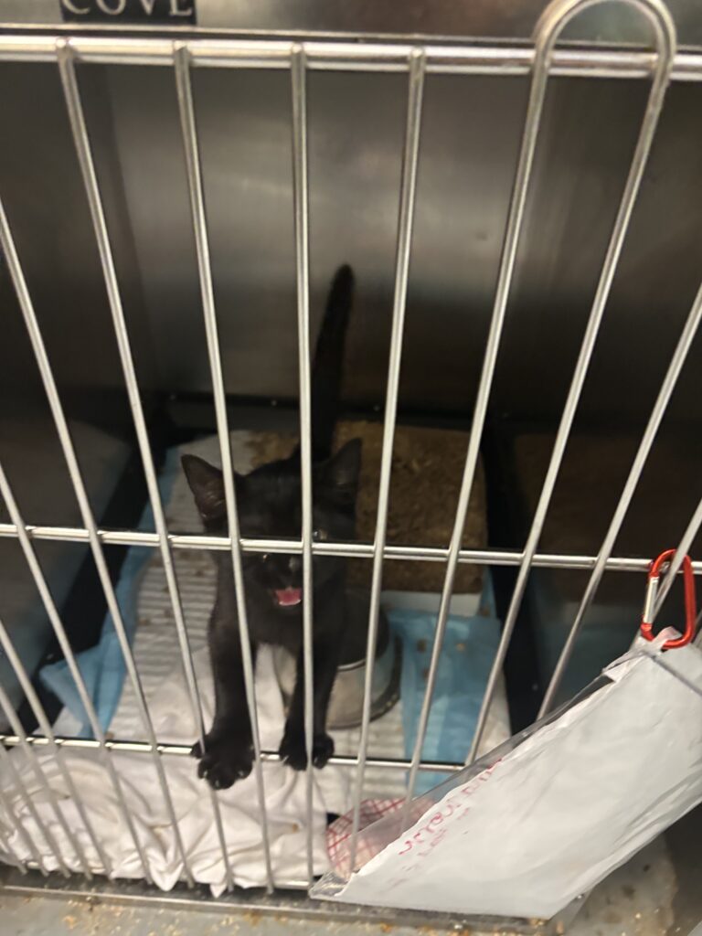 15 Kittens Rescued | Double Your Impact at Houston Pets Alive!