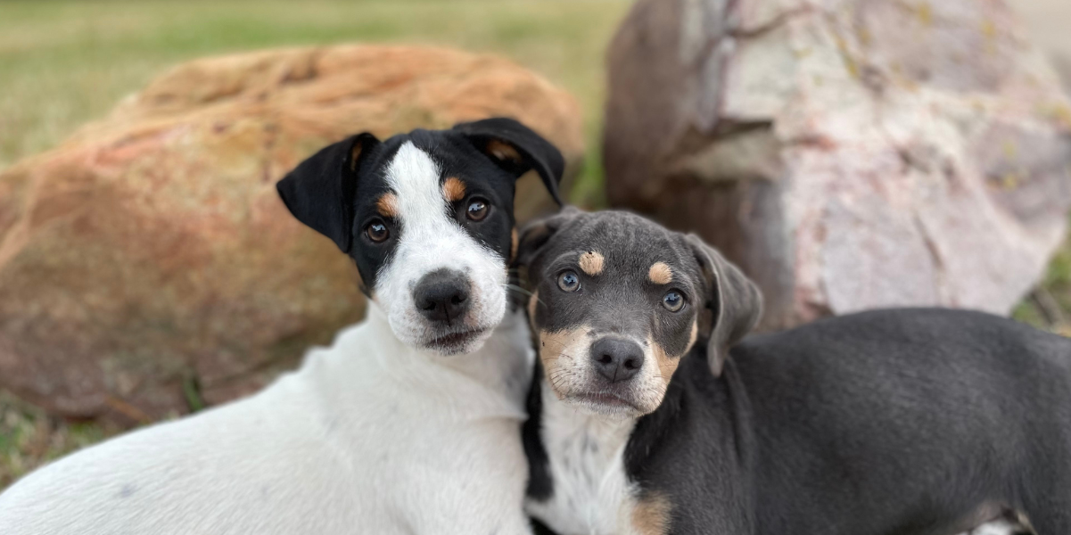Year-End Giving | Houston Pets Alive!