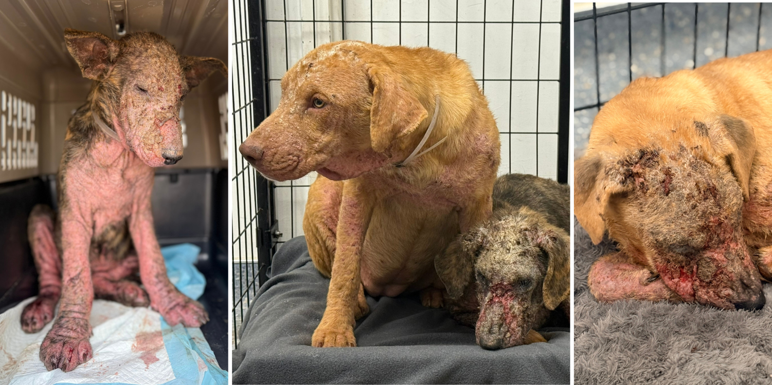 Four Puppies Battling Severe Mange | Houston Pets Alive!